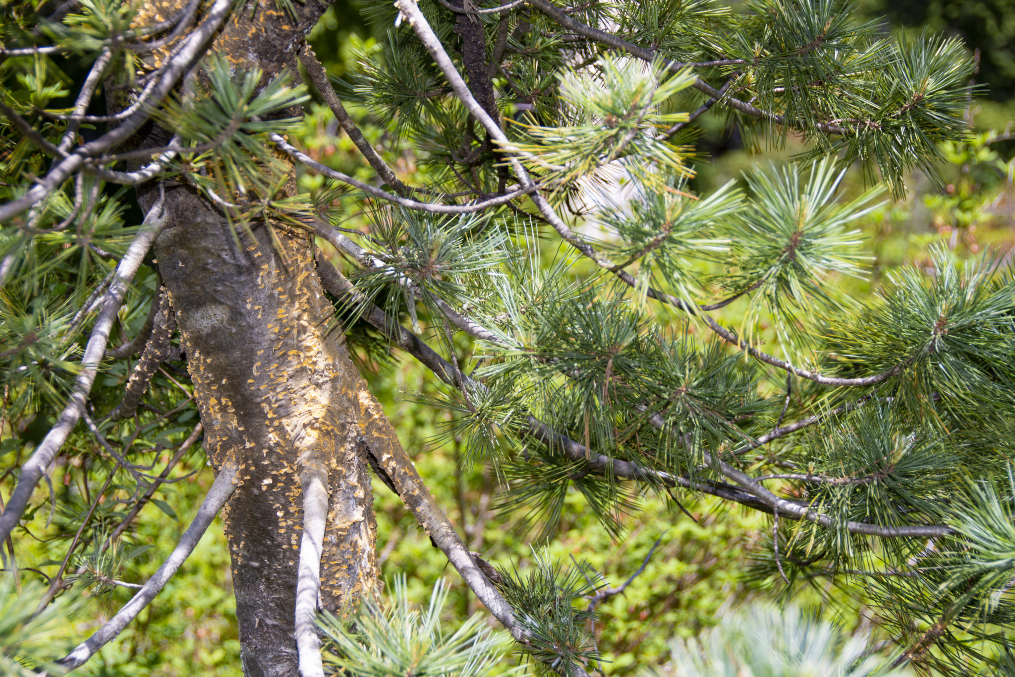 Targhee growth may kill over 450 whitebark pine - Tree Frog creative