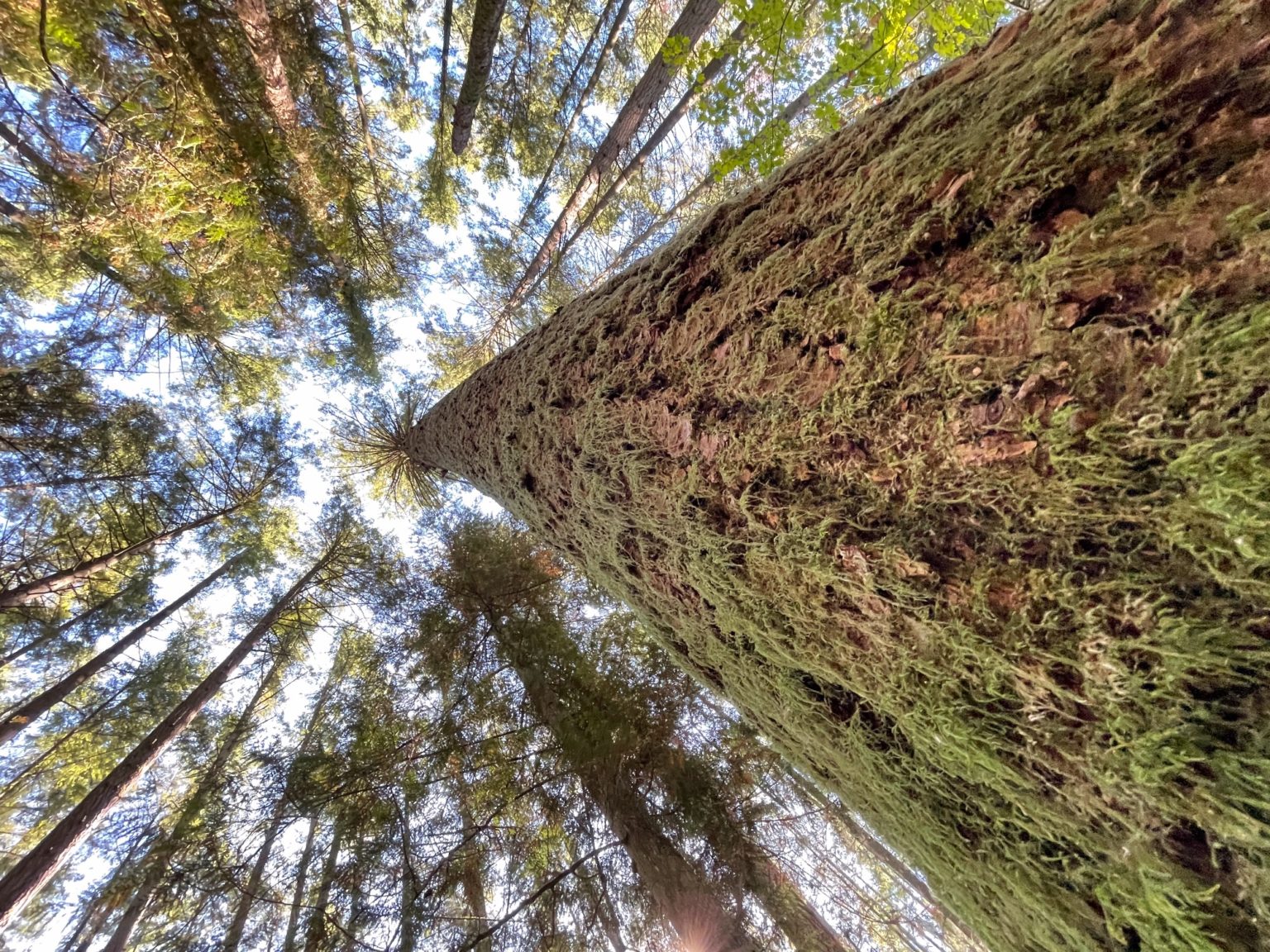 Douglas-fir shows early promise as Sitka spruce replacement - Tree Frog ...
