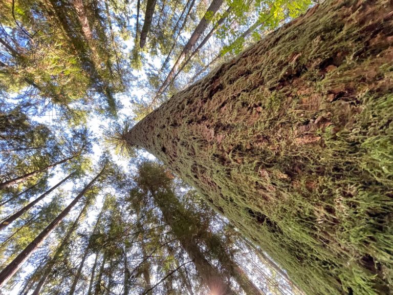 Forecasting forest health using models to predict tree canopy height ...