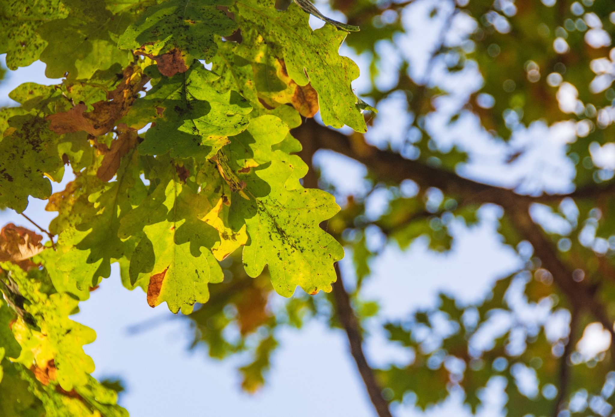 Protect New Hampshire's timber industry, North Country towns and ...