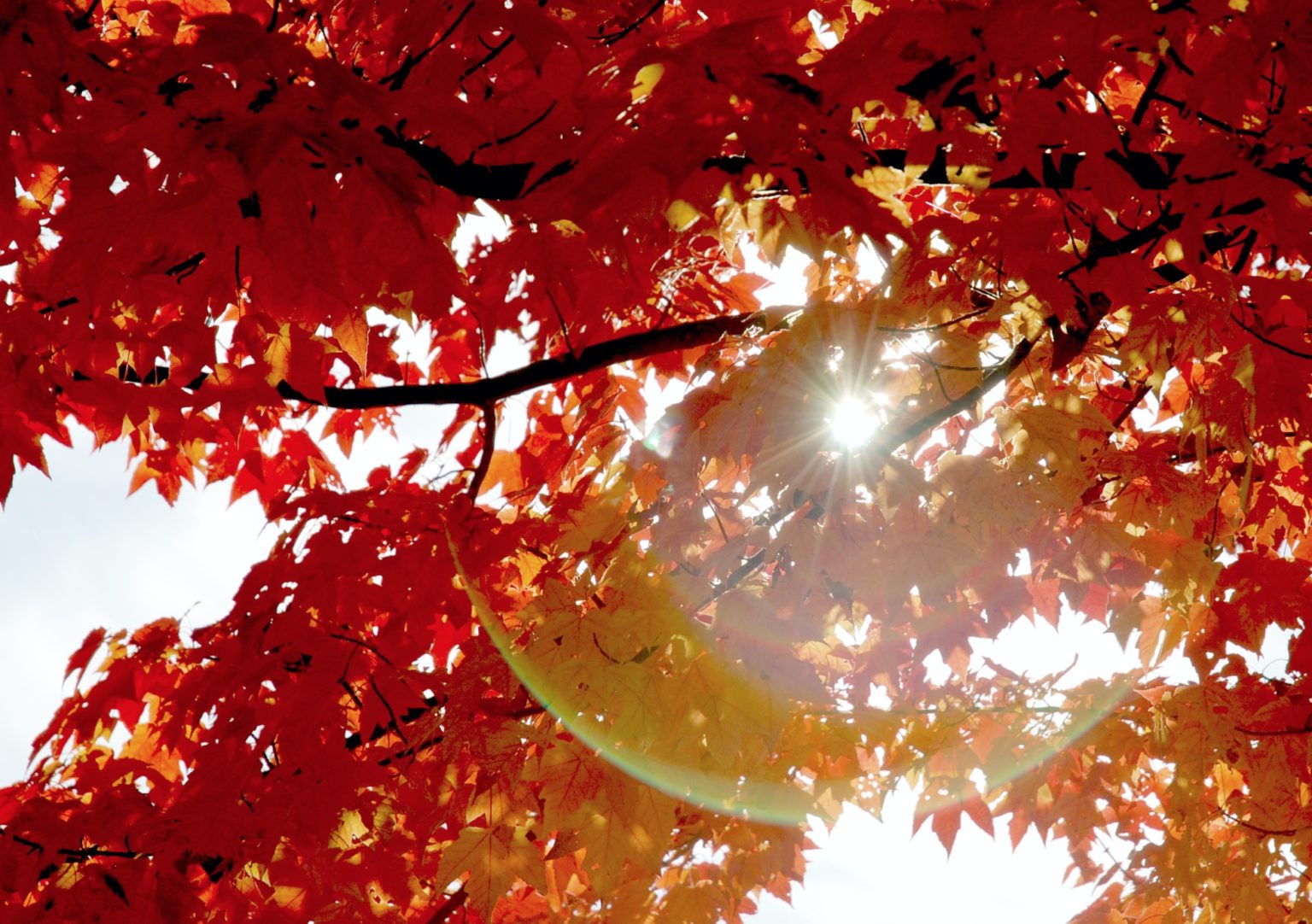 Minnesota firefighter killed by falling tree while helping with ...