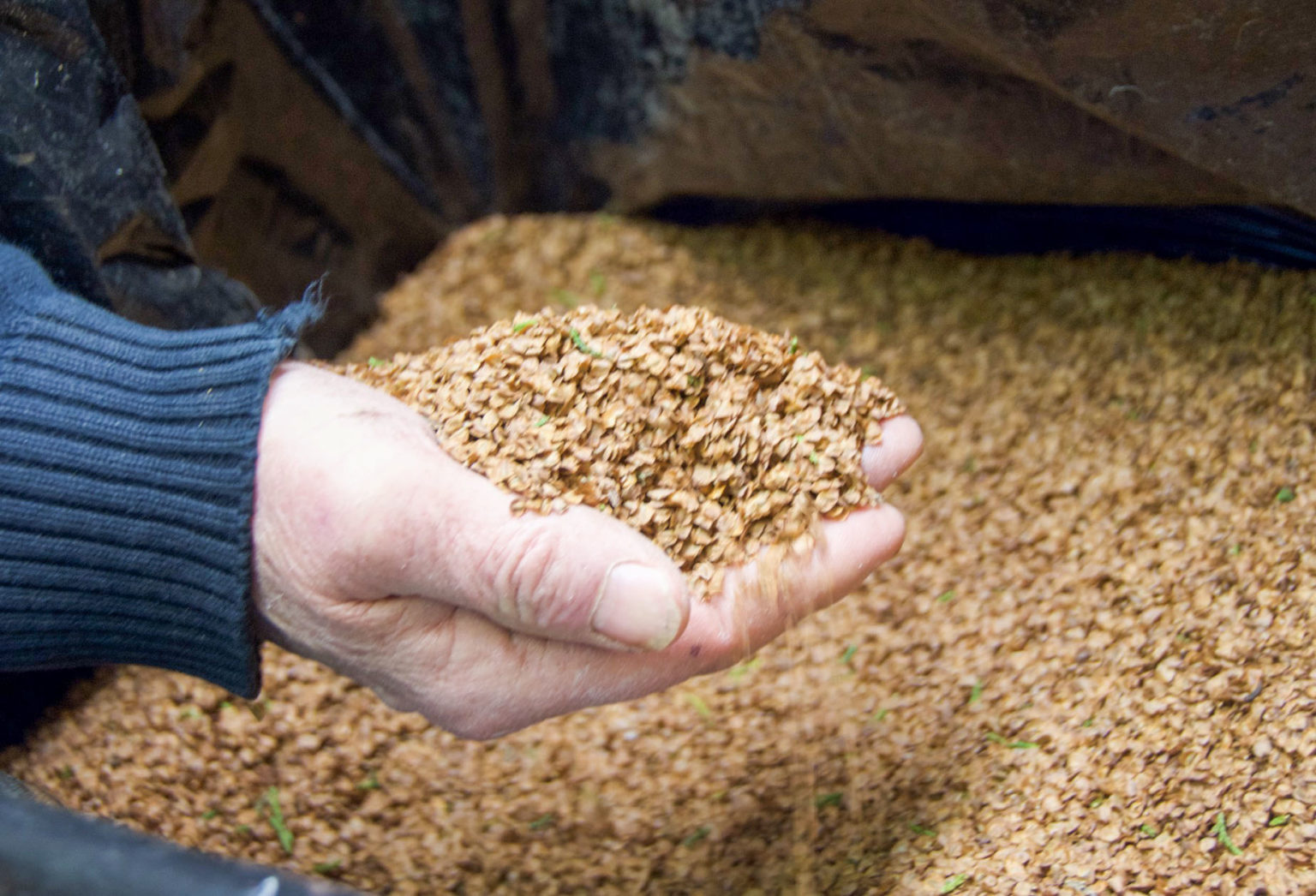 ‘All the trees are dead’: An ancient California forest has been wiped ...