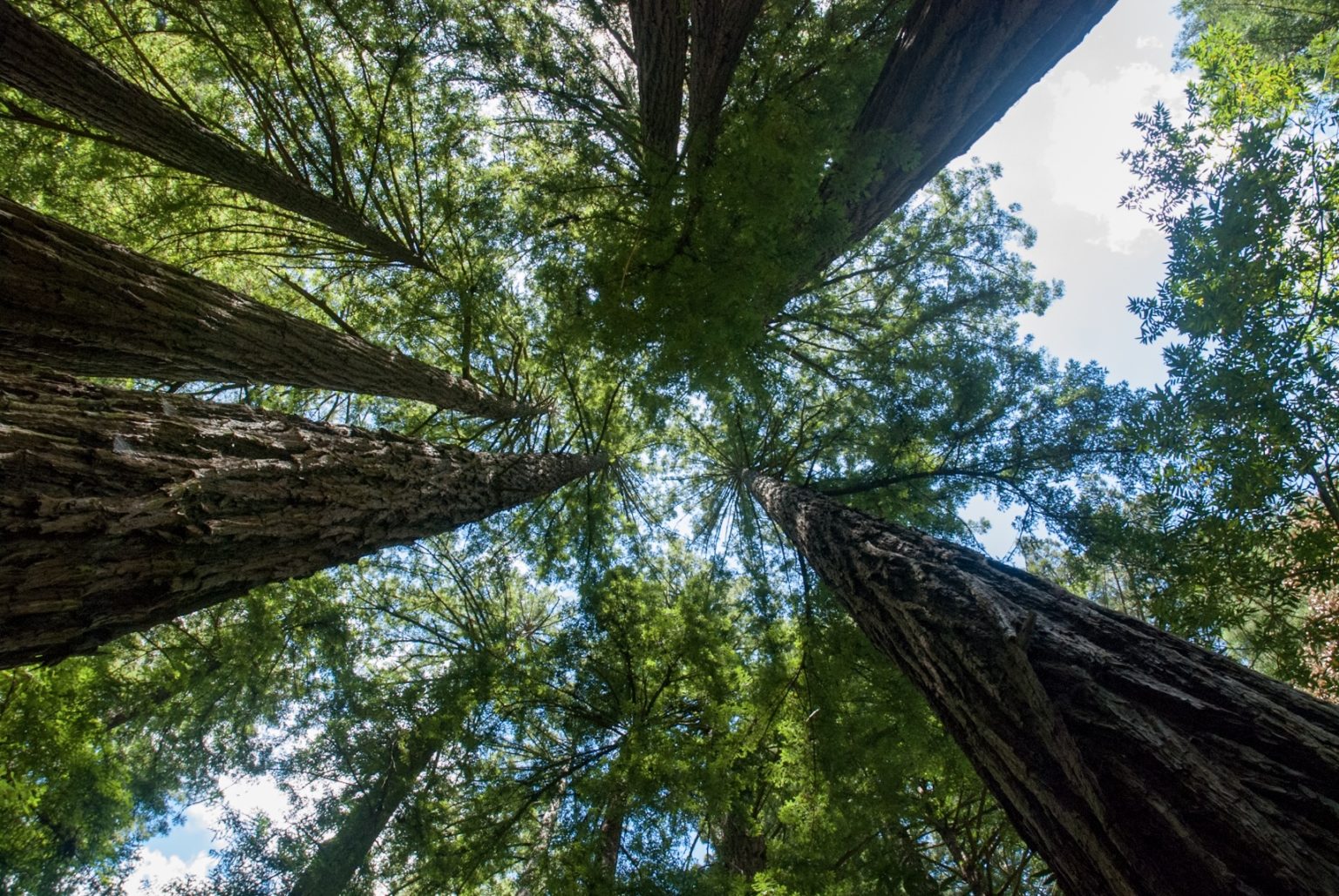 New Research Shows Redwoods Stand Strong Amid Wildfires—But Management ...