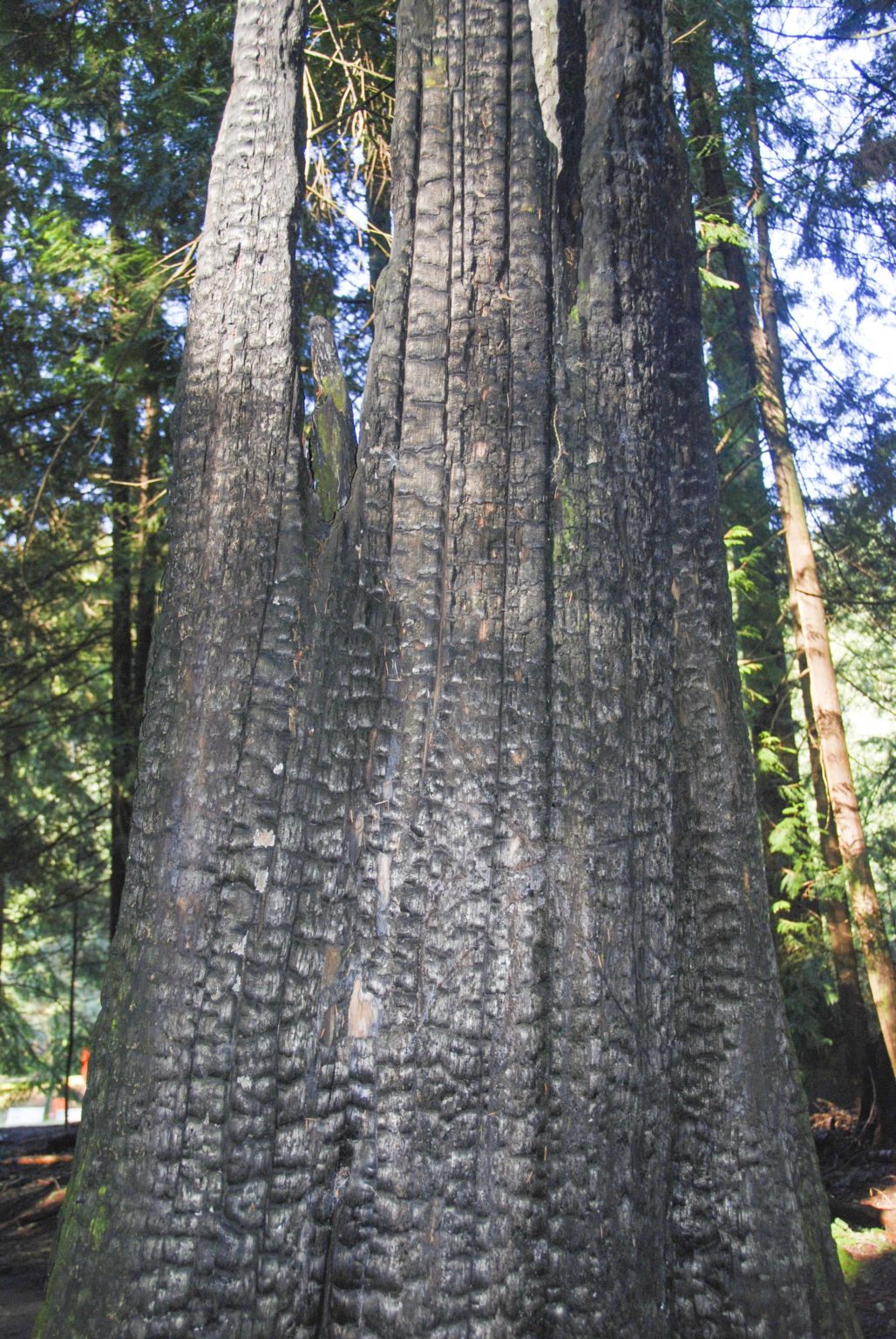 Parks Canada releases 2 reports that confirm cause, detail spread of ...
