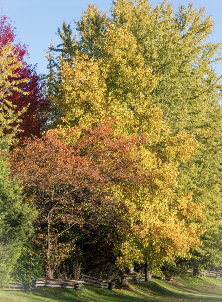 Whistler advances new tree and environmental bylaws amid widespread ...