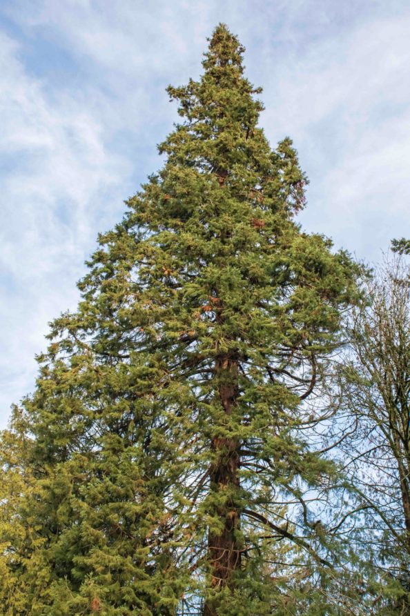 Trees Synchronize Their Bio-electrical Signals During Solar Eclipses ...