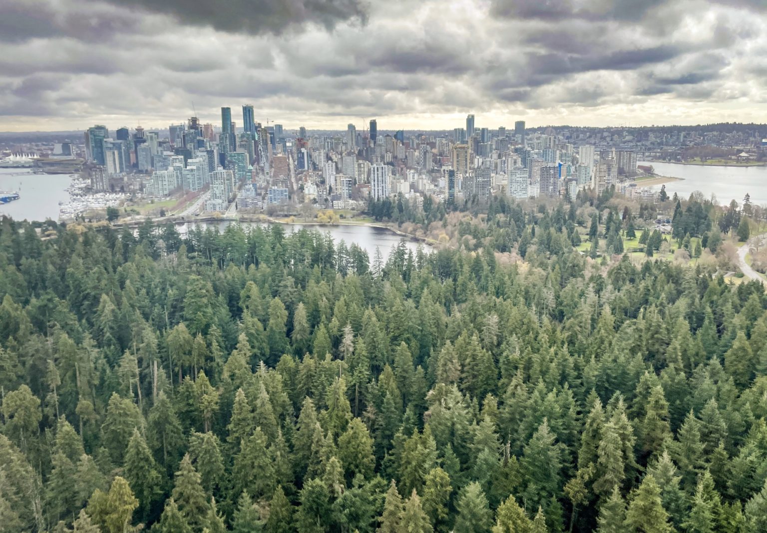 Vancouver Park Board staff seeks approval to advance Stanley Park tree removal - Tree Frog creative