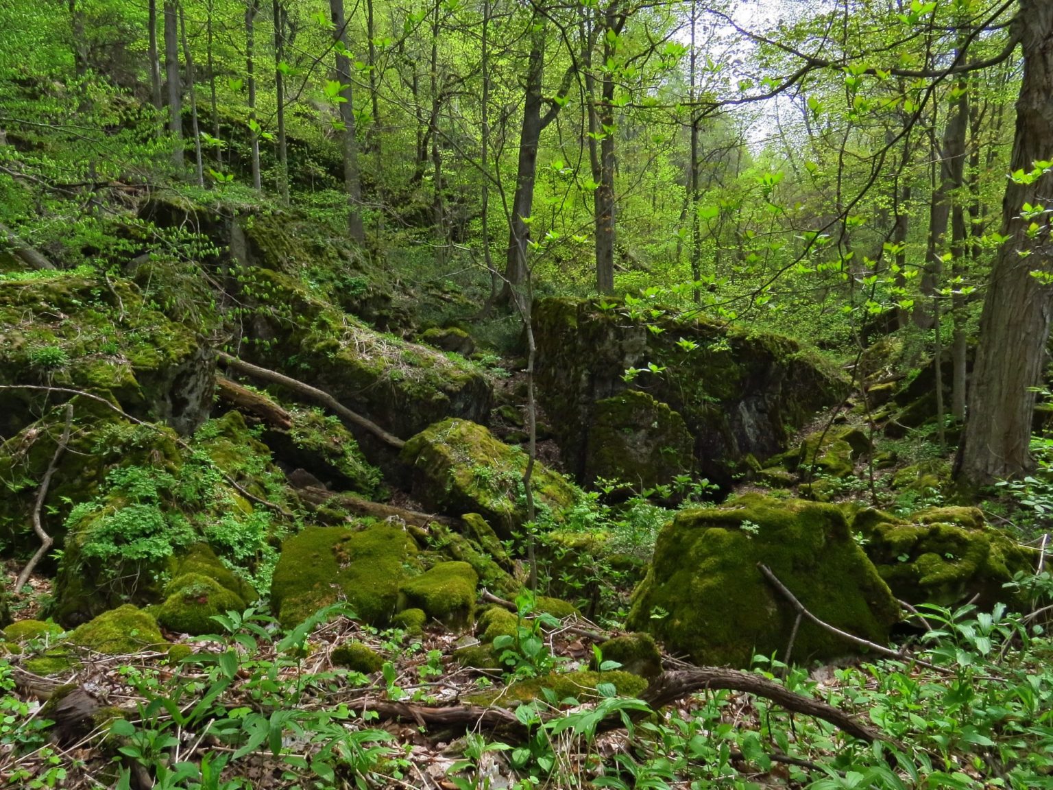 Stressed soil microbial communities bolster tree resilience to changing ...