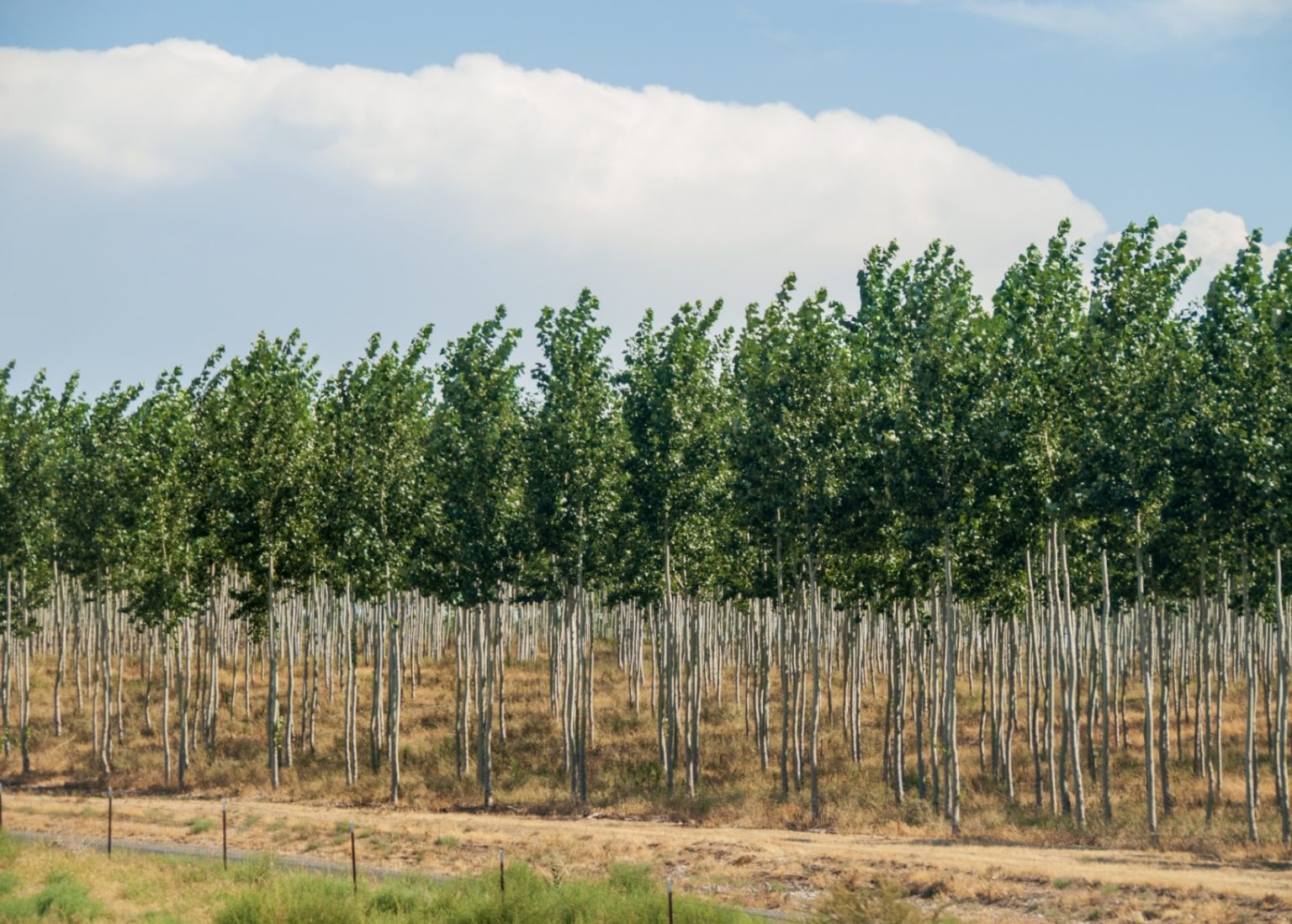 Mining giant Rio Tinto growing native pongamia trees for biofuel ...