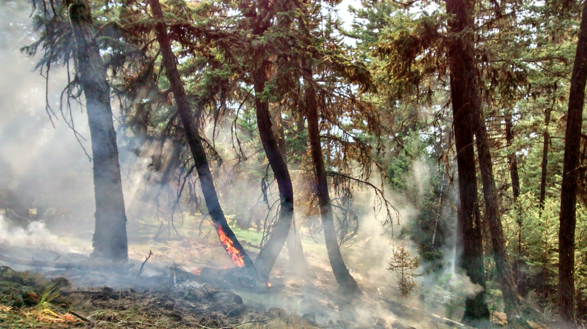What happens during a Red Flag Warning? Alberta Wildfire explains - Tree Frog creative
