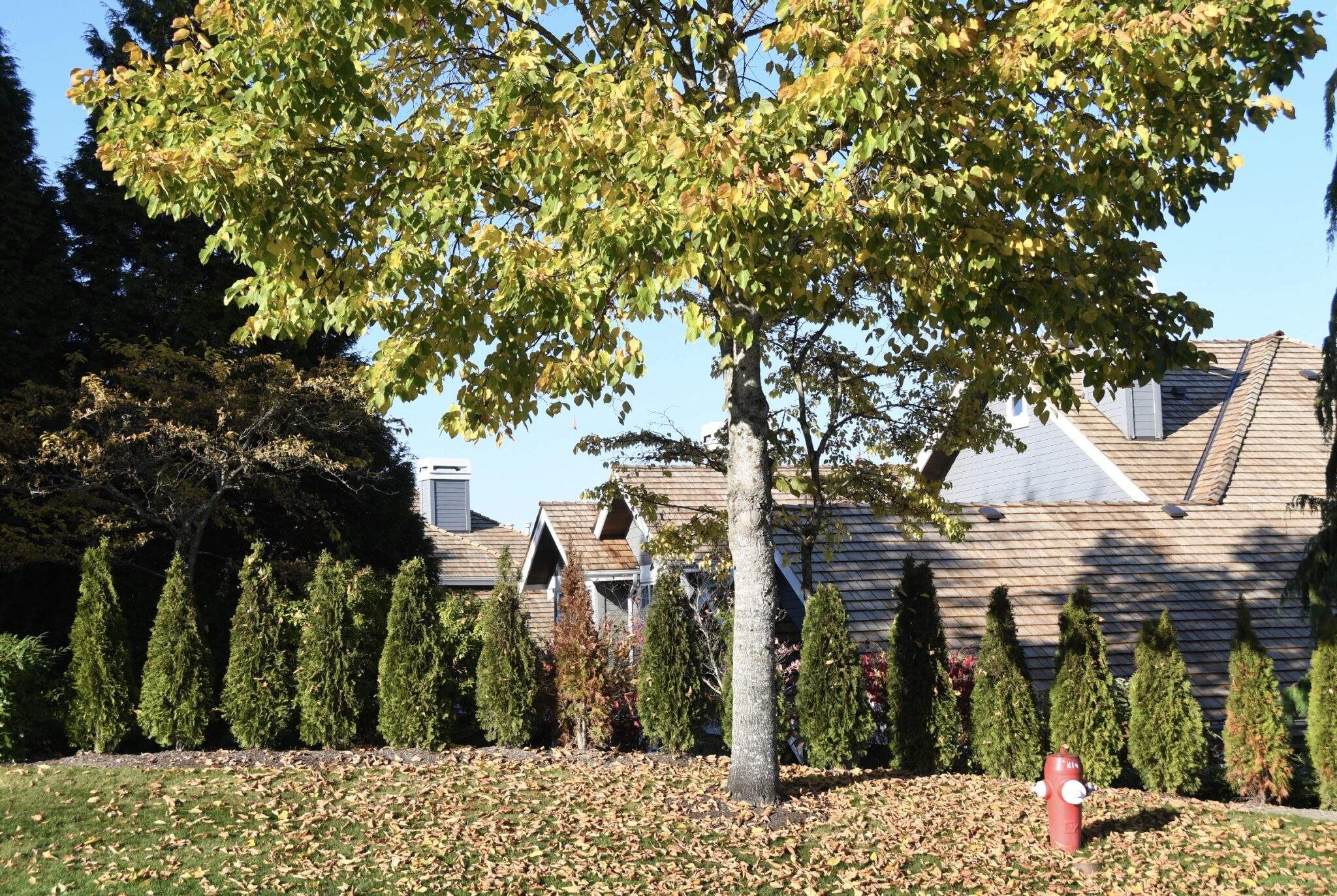 U.S. Forest Service survey reveals potential for increased urban wood ...