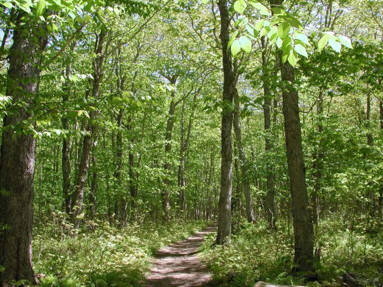 More logging in the Allegheny National Forest could bring economic ...