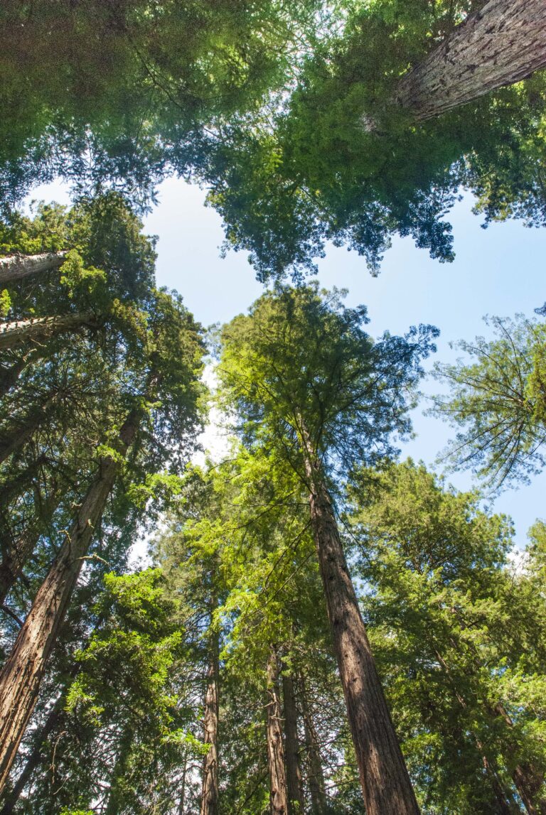 Forest Carbon: Store it or Burn it? Actually, Both is Best - Tree Frog ...