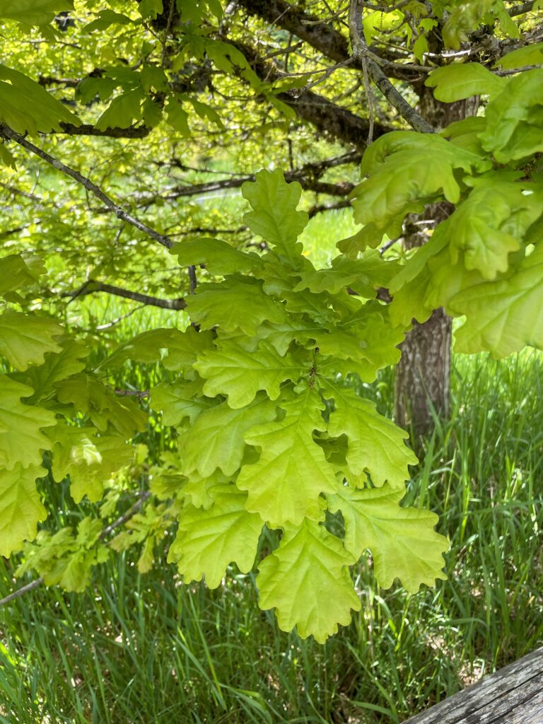 University of Toronto students gather White Oak acorns at Queen's Park ...