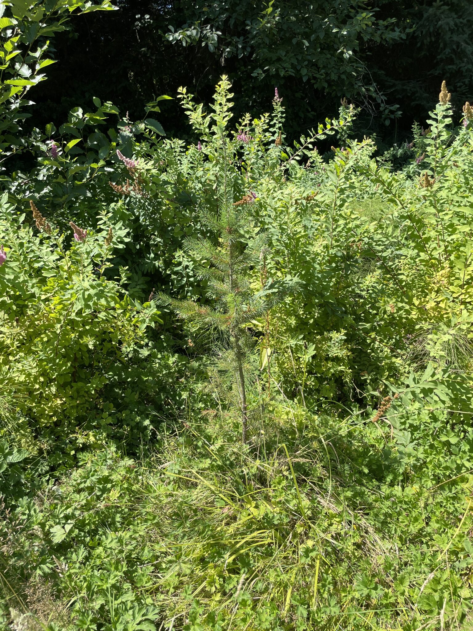 Environmentalists raise concerns spraying forests with glyphosate makes ...