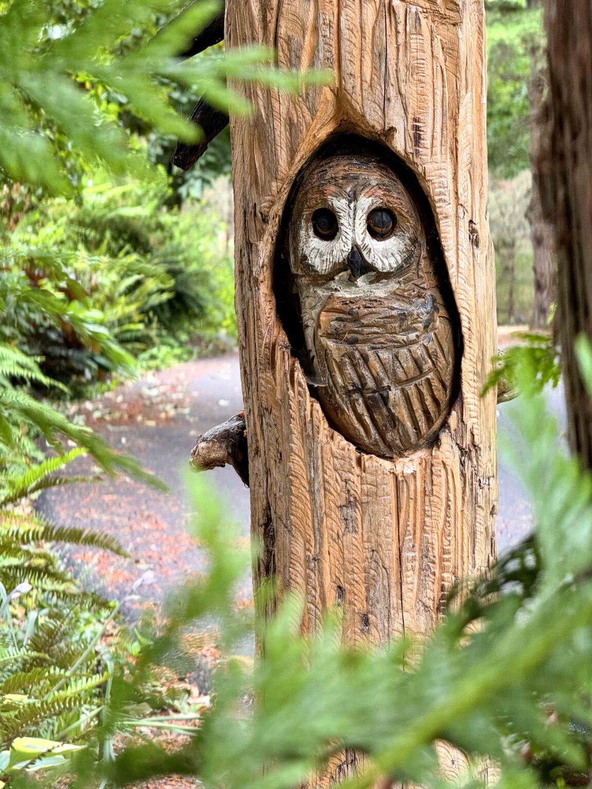 Congress Moves To Stop Killing Of 500,000 Barred Owls To Save Spotted ...
