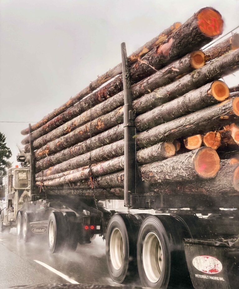 Logging will increase by 10% in Pennsylvania’s only national forest ...