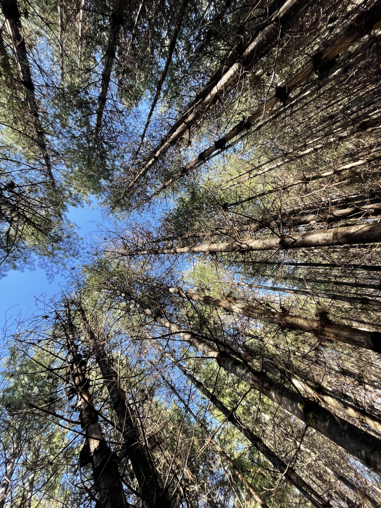Nova Scotia wildfire season off to a slow start after cool, wet spring ...
