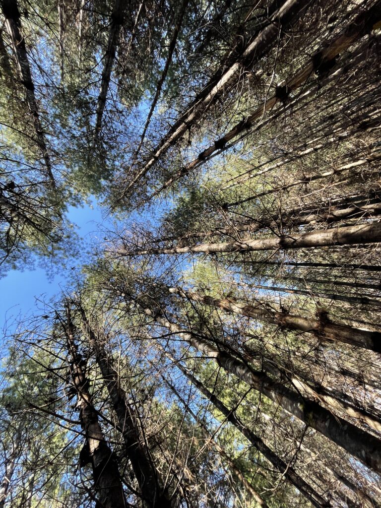 Study reveals US timber supply inelastic and South-Central reforestation profitable - Tree Frog ...