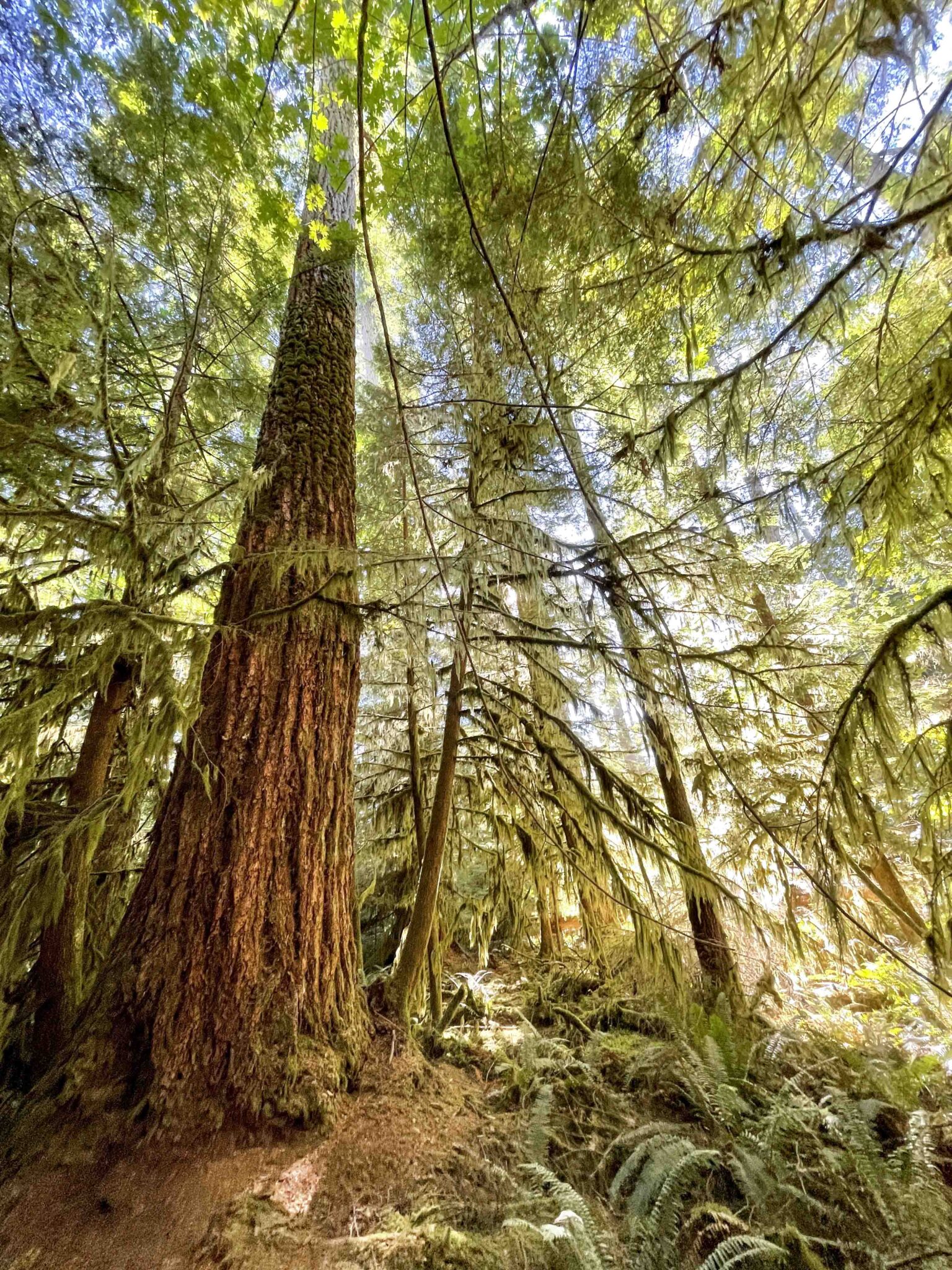 Washington state forests are too complex for ‘cut or don’t cut ...