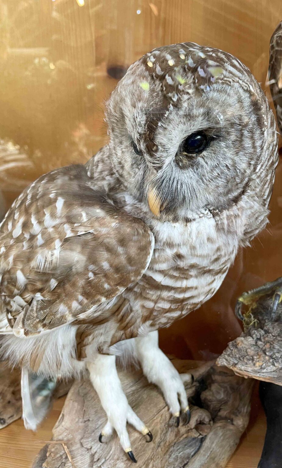 Controversial plan to kill owls is underway in WA. Here’s who’s leading ...