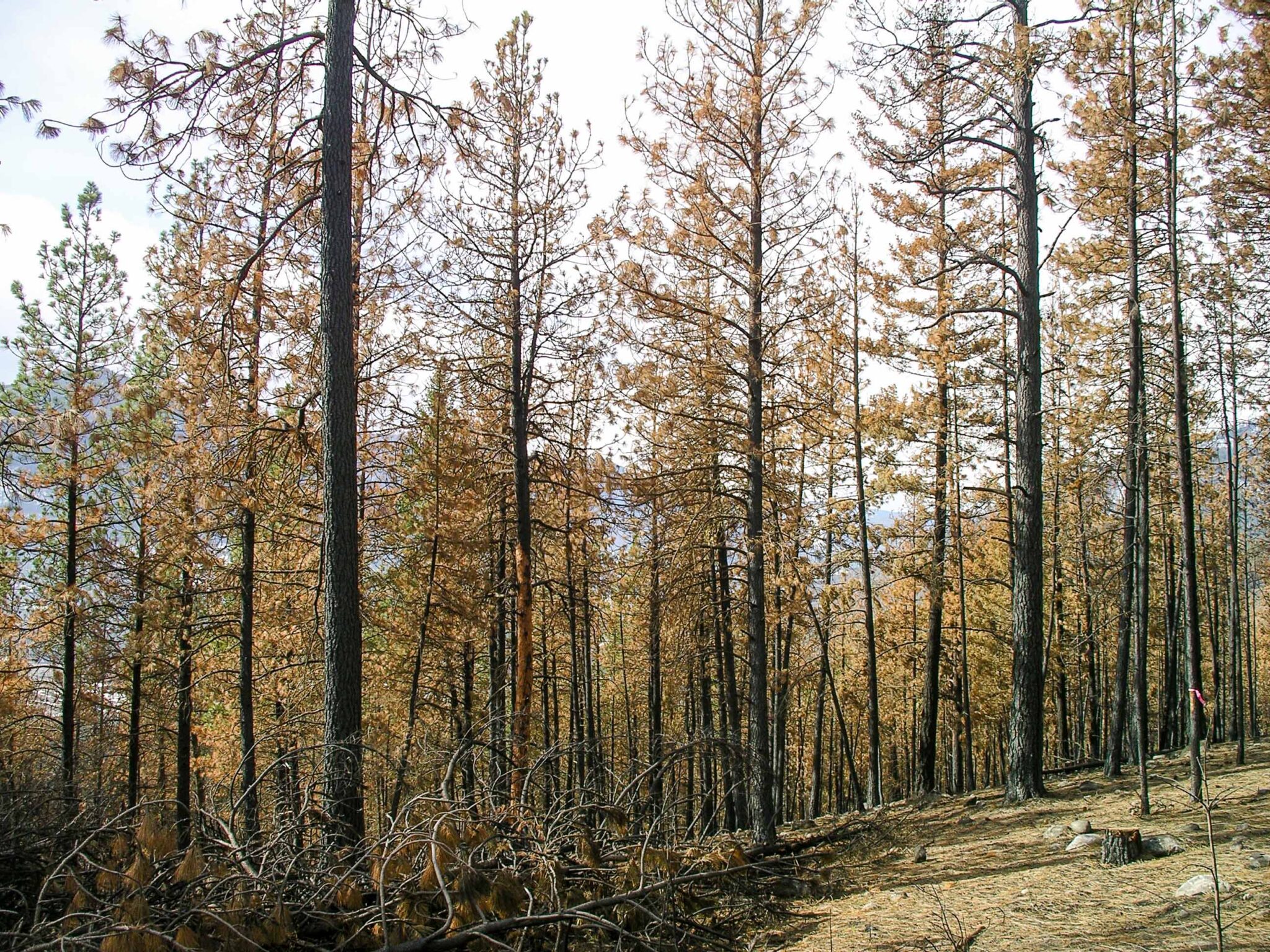 Canada’s forests may be burning faster than they can grow back - Tree ...
