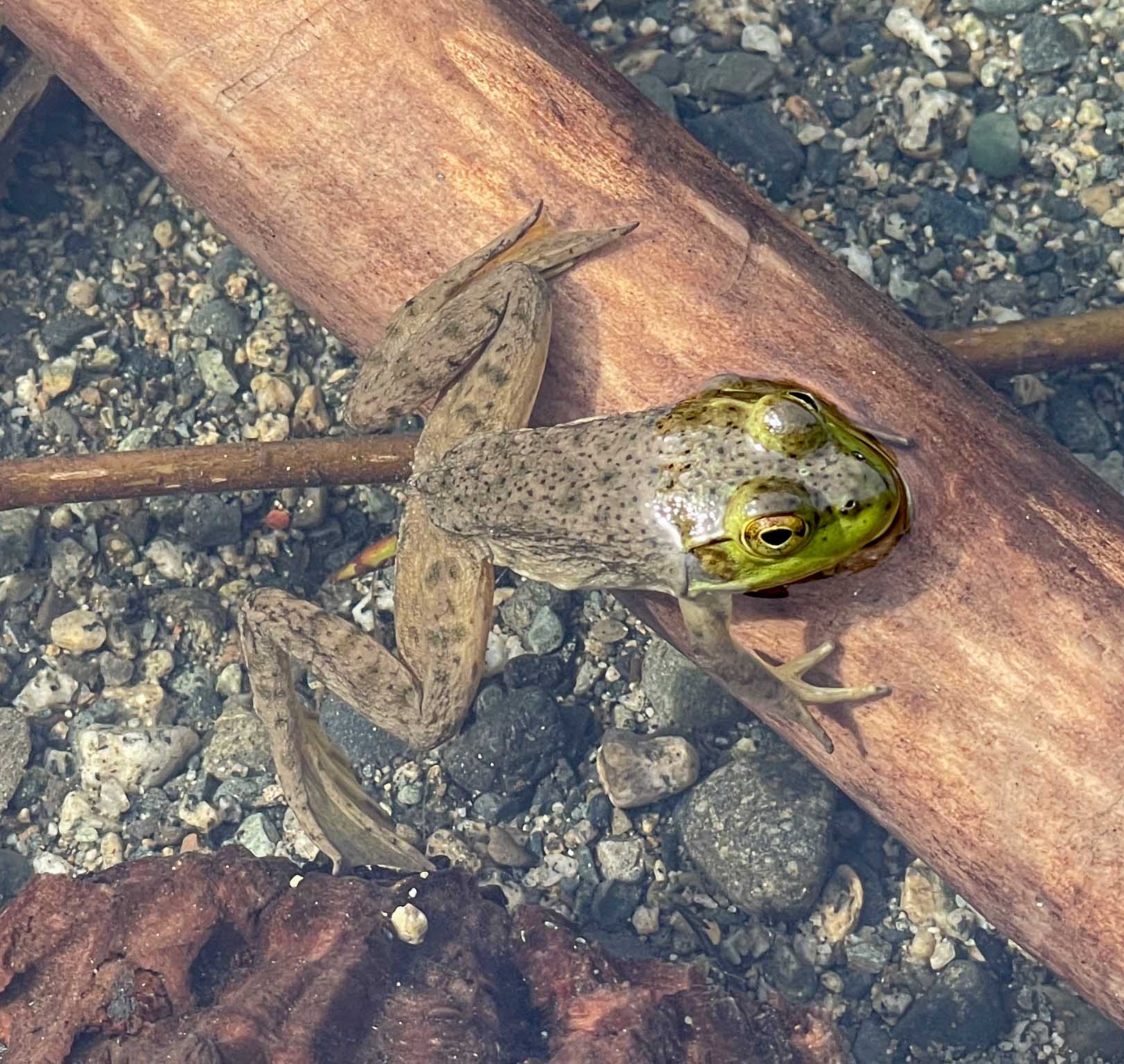Tree Frog Forestry News - Tree Frog creative