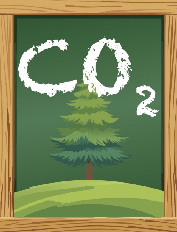 Experts warn B.C.’s forest carbon market hitting a ‘dead end’ - Tree ...