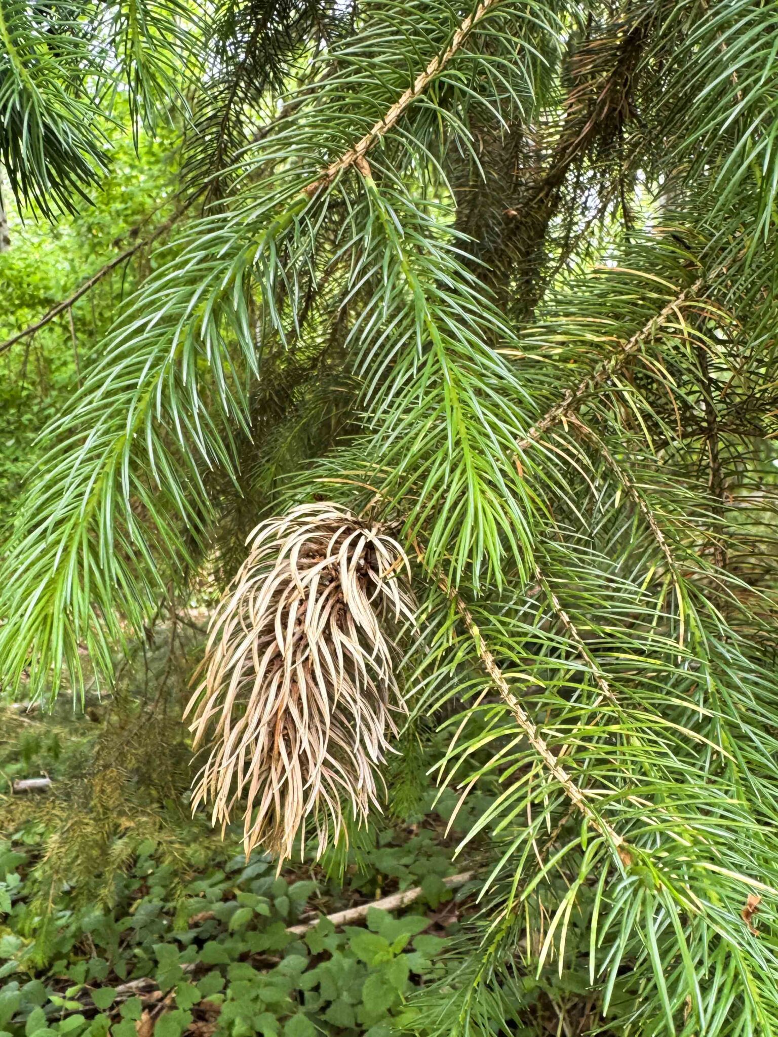 The spruce budworm is making an unwelcome comeback - Tree Frog creative