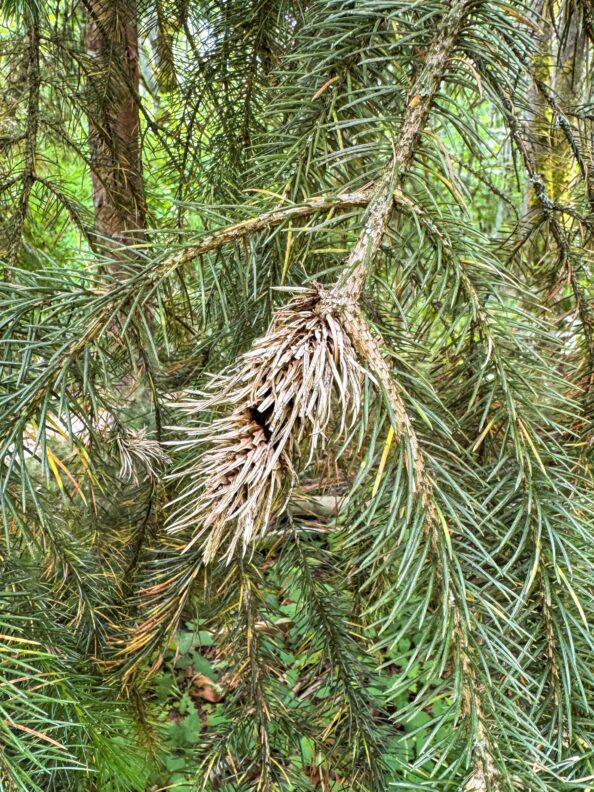 Spruce budworm outbreak prompts planned aerial spraying around Whistler ...