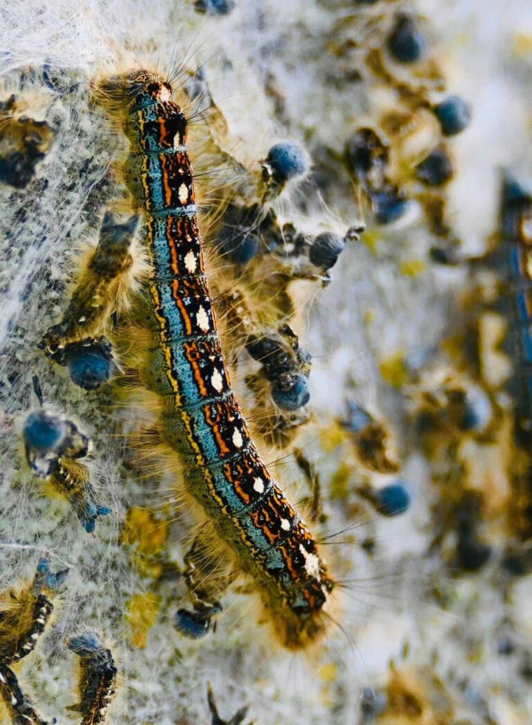 Forest tent caterpillars feast in Calgary as outbreak spikes population ...