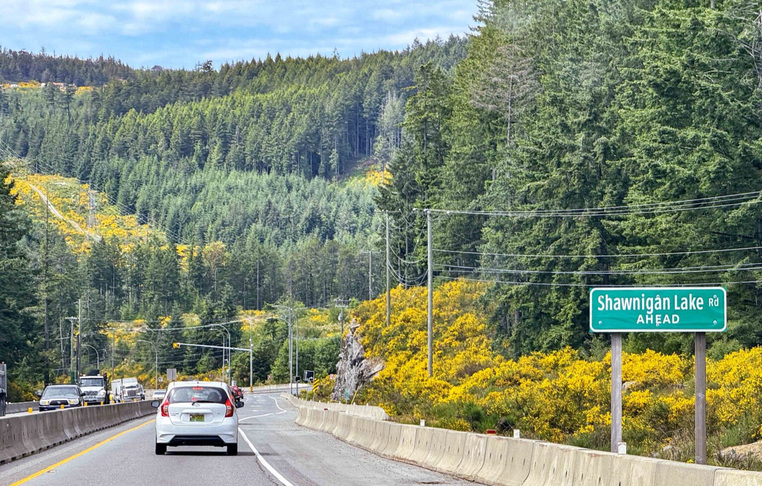 Scotch broom is a dangerous bully - Tree Frog creative