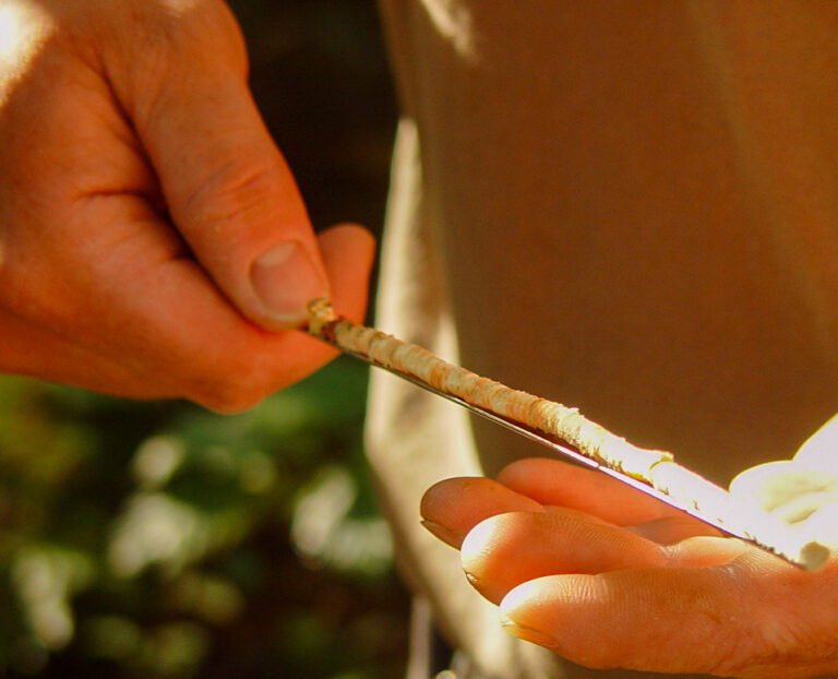 400-year-old spruce tree a window into history of dwindling New ...