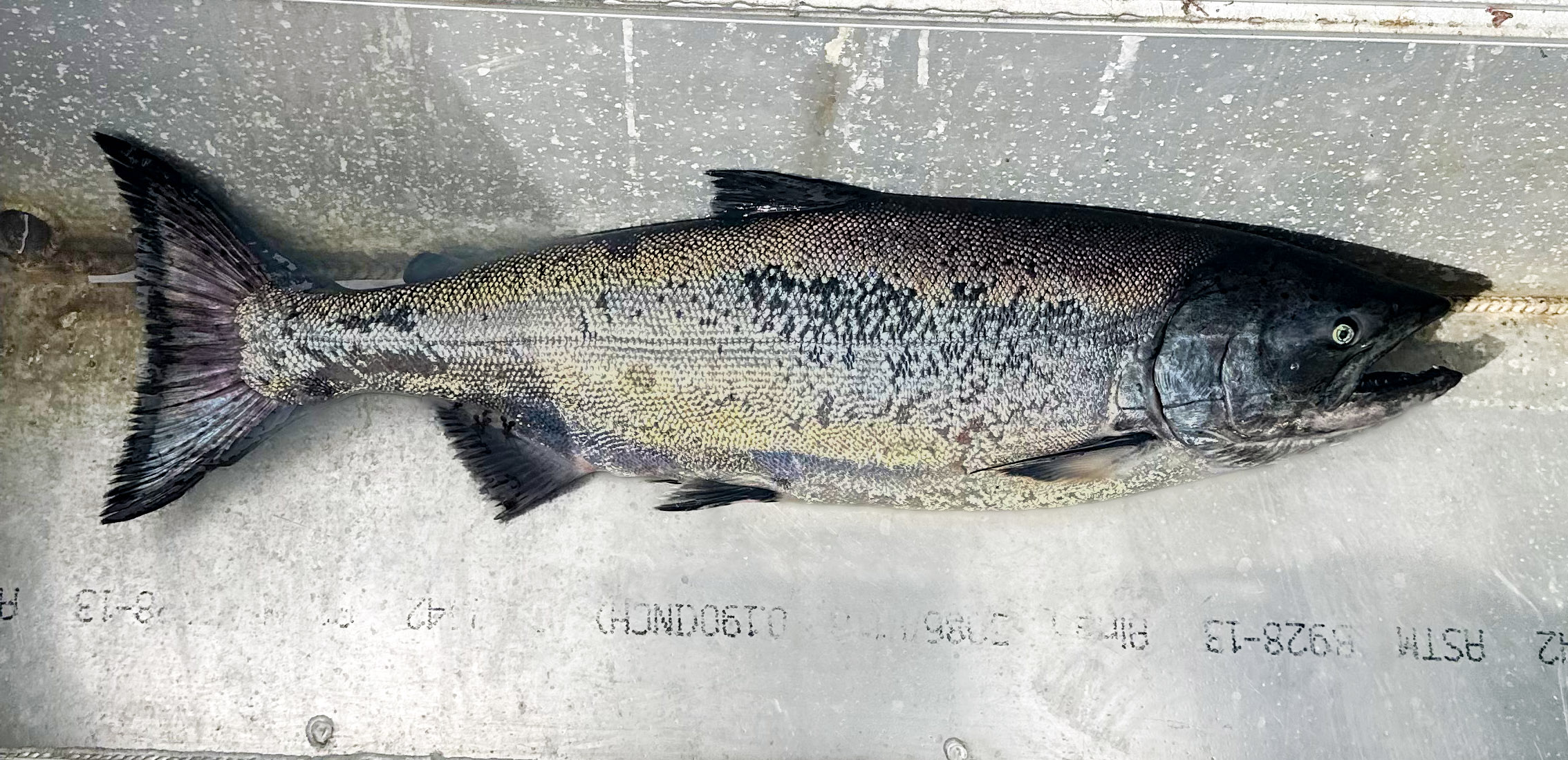 What fish in northwestern Ontario reveal about the impact of climate ...