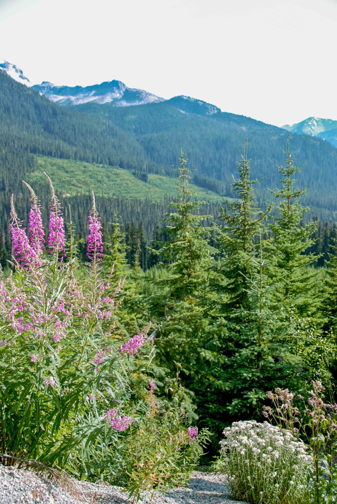 Oregon timber counties flail, awaiting Congress to renew key funding ...