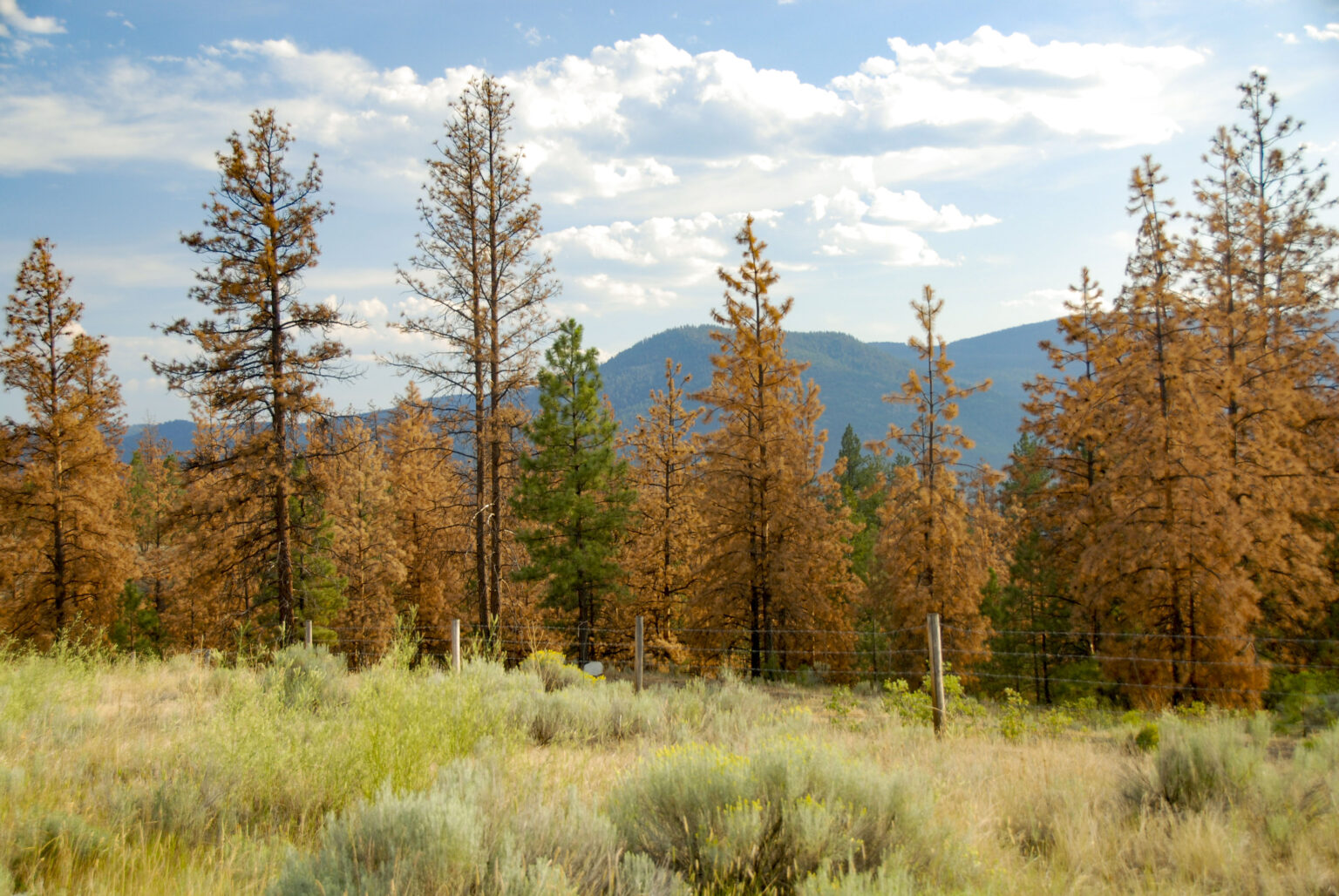 Forest Service will close research stations that study wildfire risk ...