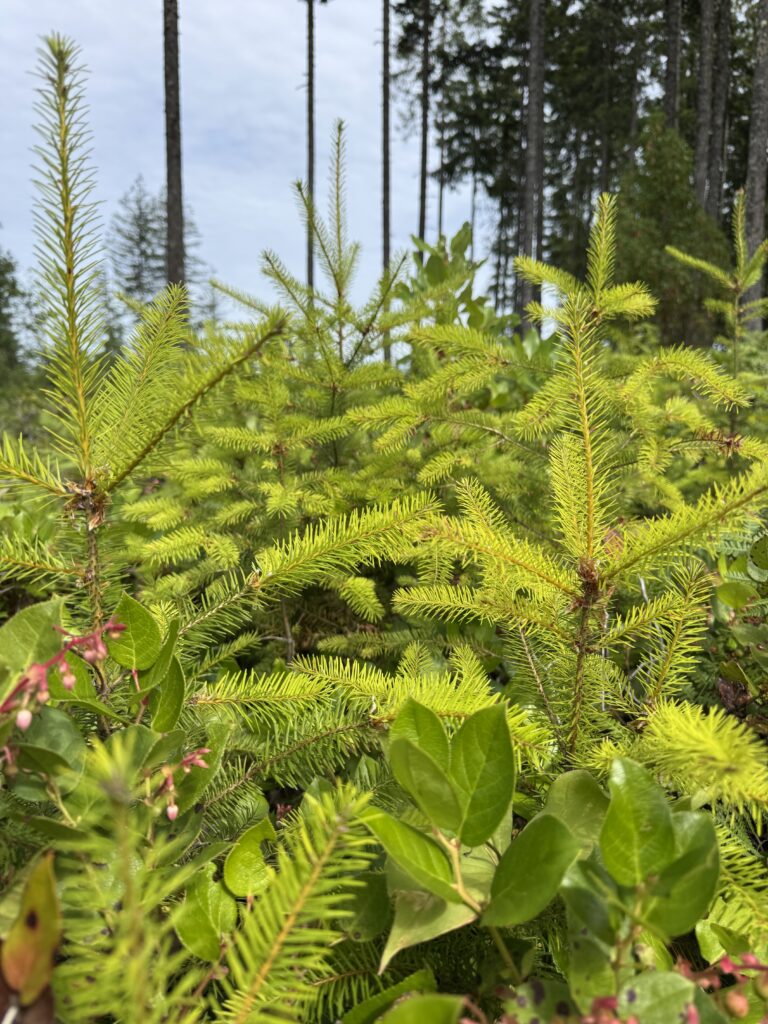 The right mix and planting pattern of trees enhance forest productivity ...