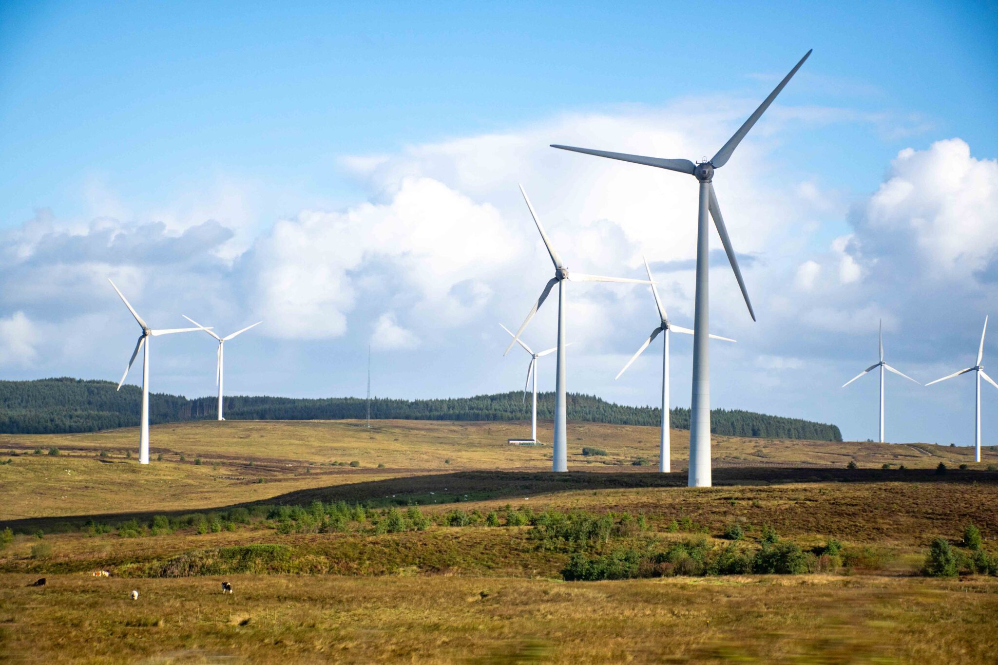 New Brunswick's biggest forest company seeks exit from N.B. Power grid ...