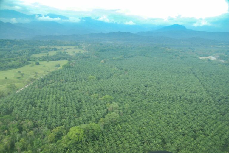 Pulp and paper giant APRIL adds major deforesters as suppliers after ...