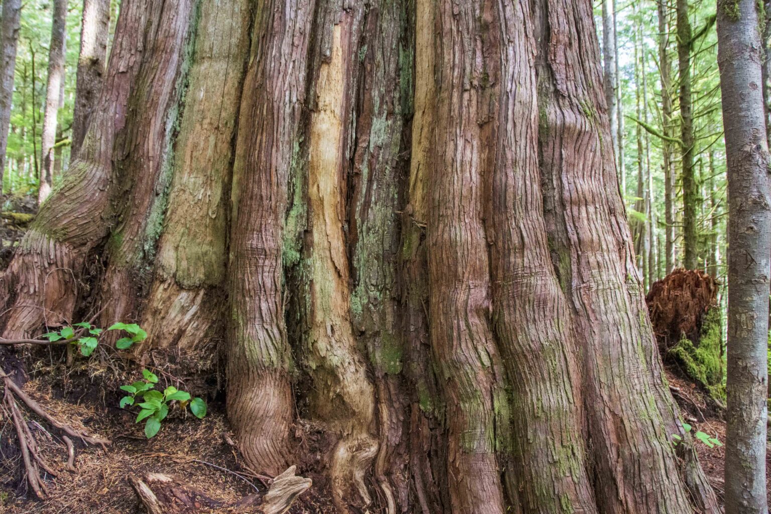 New Maps Chart Old-Growth Forests in Alaska and British Columbia - Tree ...
