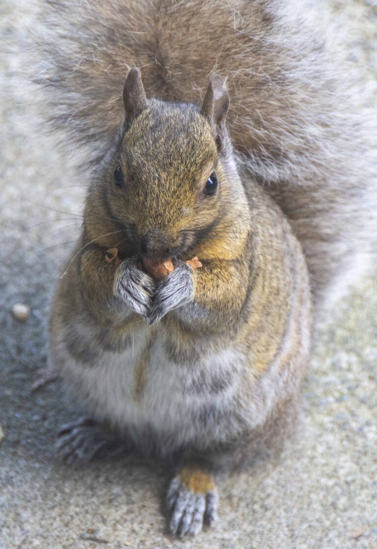 Major breakthrough made in grey squirrel fertility control ambition ...