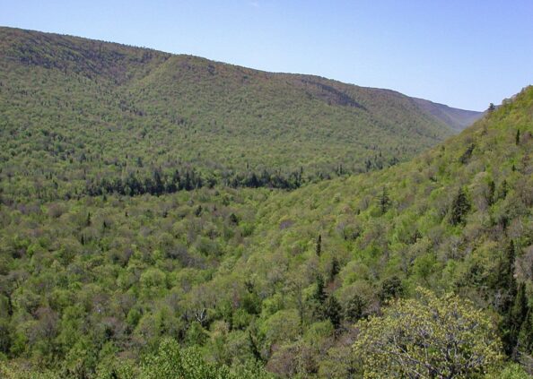 Timber Investment Group acquires Jamestown’s timberland platform - Tree ...