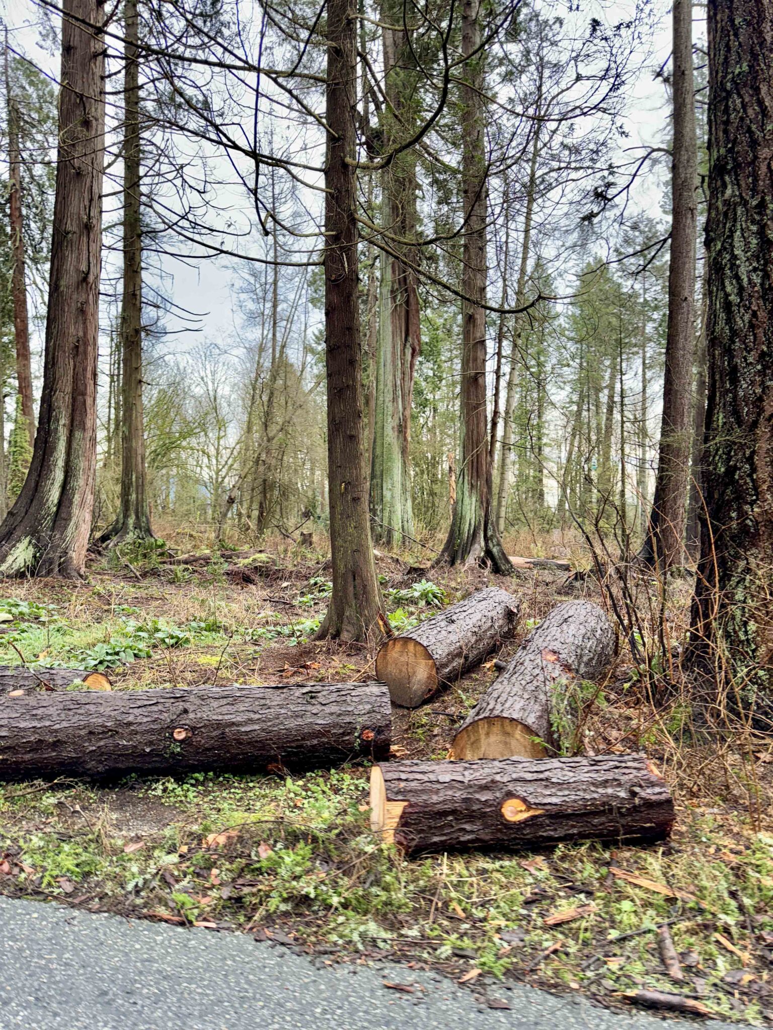 Vancouver overstepped authority when it logged Stanley Park trees ...