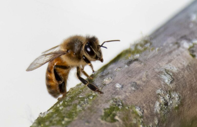 Experts sound alarm as North America’s bees start swarm season ...