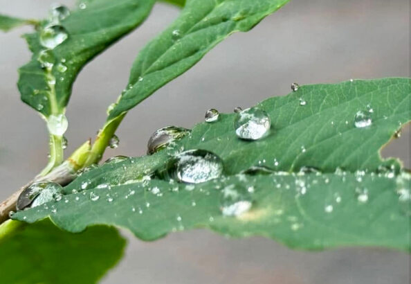 Rain lowers wildfire risk in B.C. and brings ‘reprieve from the dryness ...